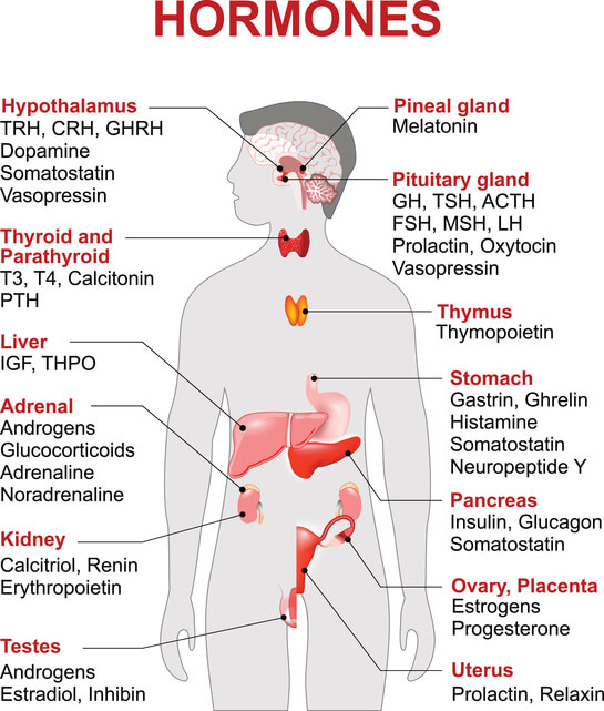 Hormones In The Body And Their Functions